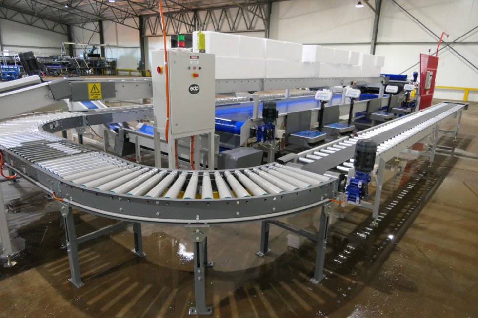 Broccoli packing line - edp Australia